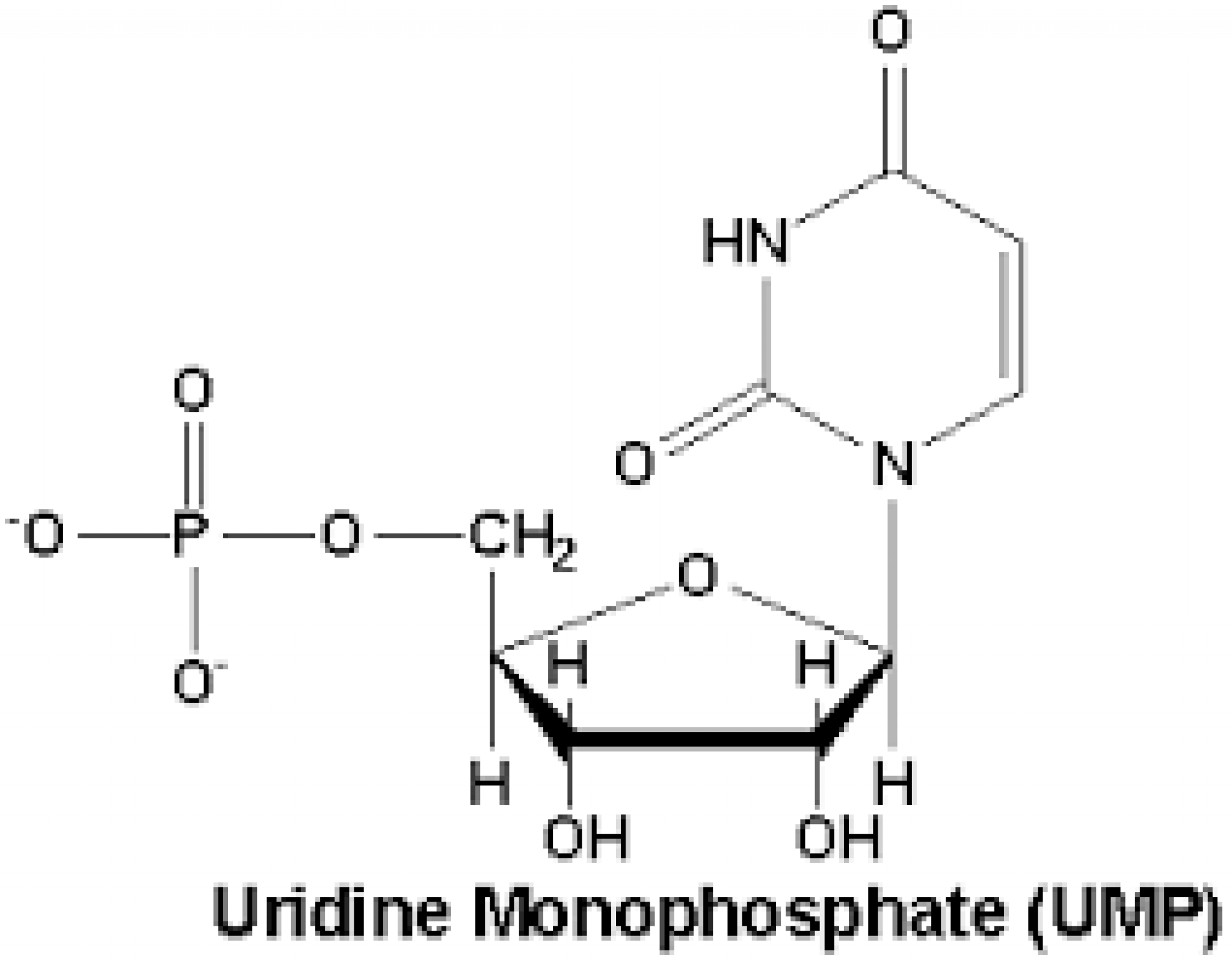 Best Uridine Monophosphate Supplement